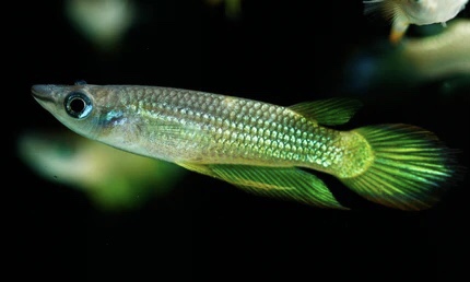 イエローパンチャックス／ゴールデンパンチャックス 〜aplocheilus lineatus〜│みにまるめだか