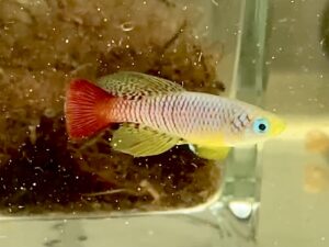 ノソブランキウス フォーシャイ 〜 Nothobranchius foerschi 〜│みにまるめだか